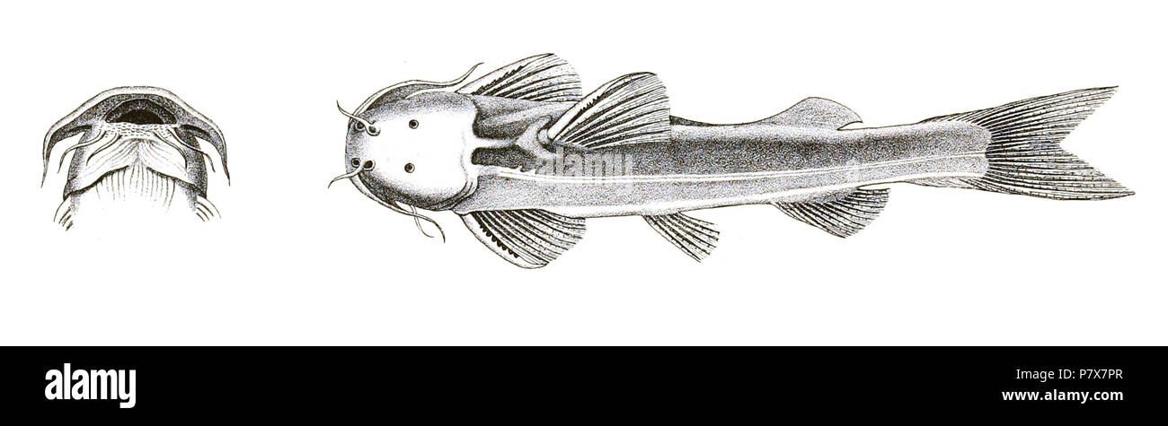 The species names / identity need verification - original names from ...