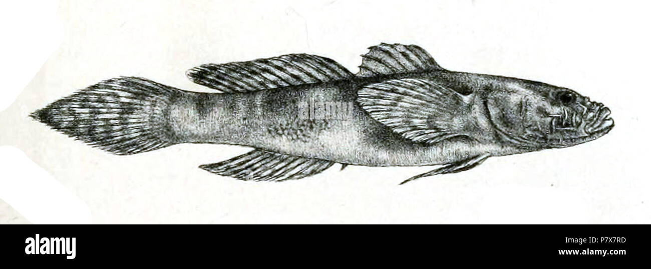 Gobius mucosus = Callogobius mucosus (Günther, [1872]) English ...