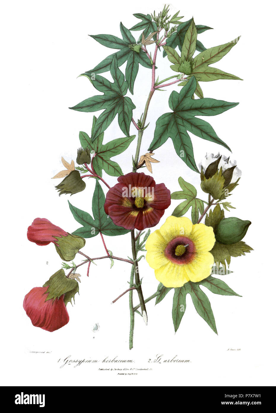 Gossypium species hi-res stock photography and images - Alamy