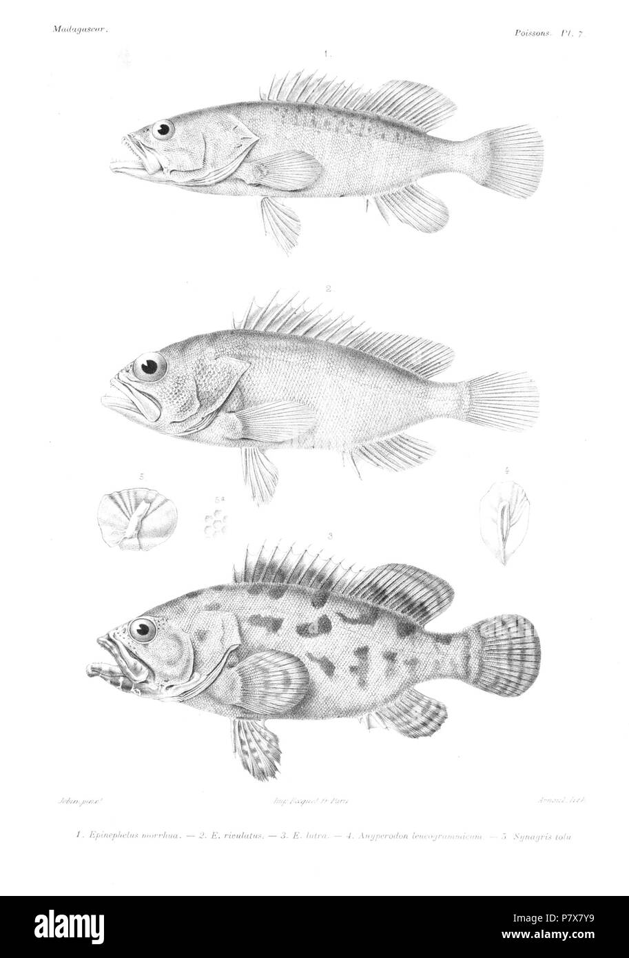 Anyperodon Black and White Stock Photos & Images - Alamy