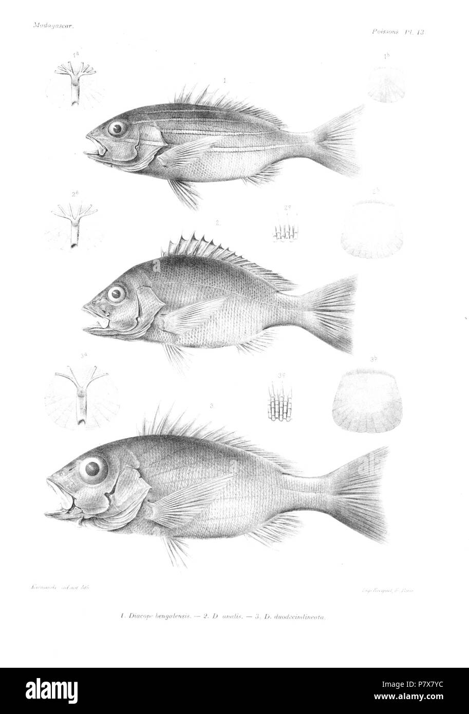 Analis hi-res stock photography and images - Alamy