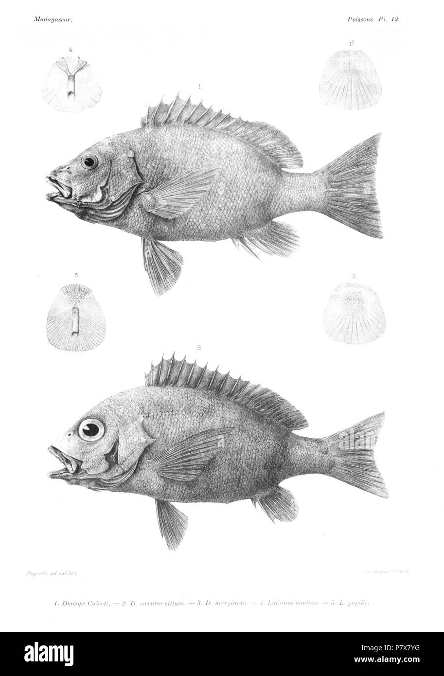 Diacope calveti Diacope caeruleovittata Diacope marginata Lutjanus ...