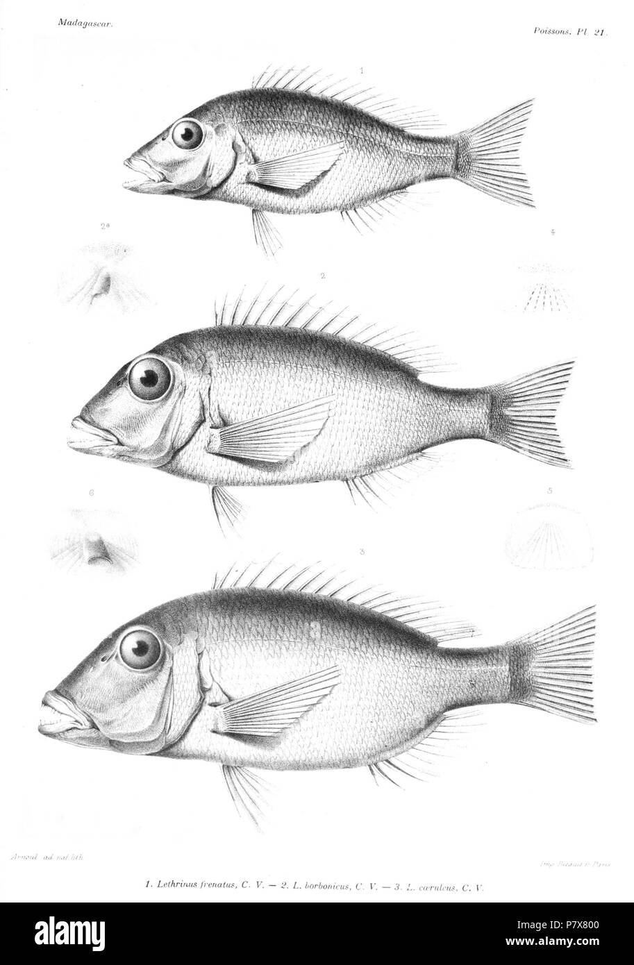 Lethrinus frenatus Lethrinus borbonicus Lethrinus caeruleus . 1885 175 ...