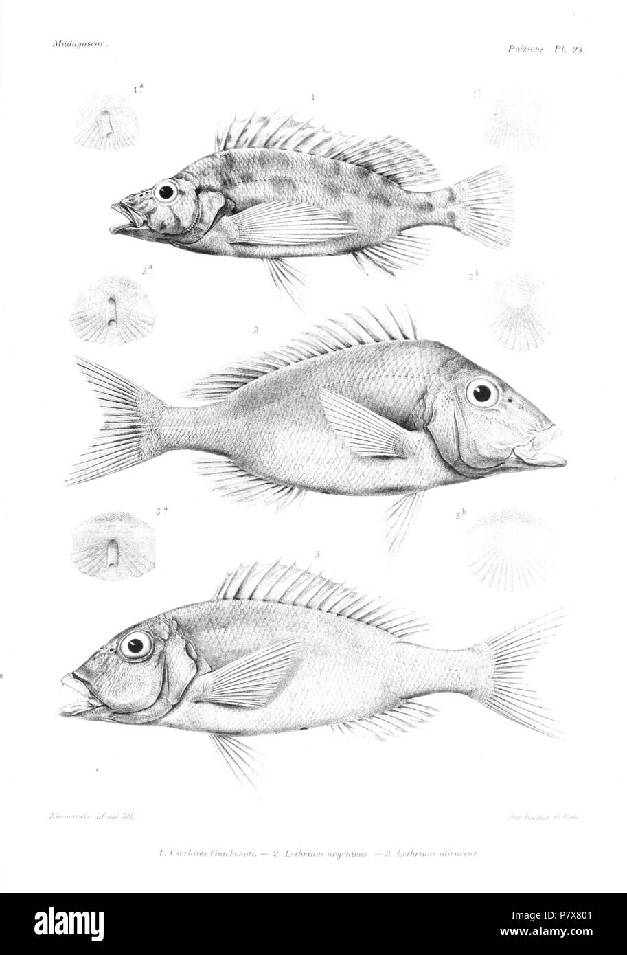 Cirrhites guichenoti Lethrinus argenteus Lethrinus olivaceus . 1885 175 ...