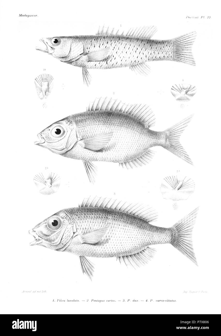 Pikea lunulata Pentapus curtus Pentapus dux Pentapus aureovittatus ...