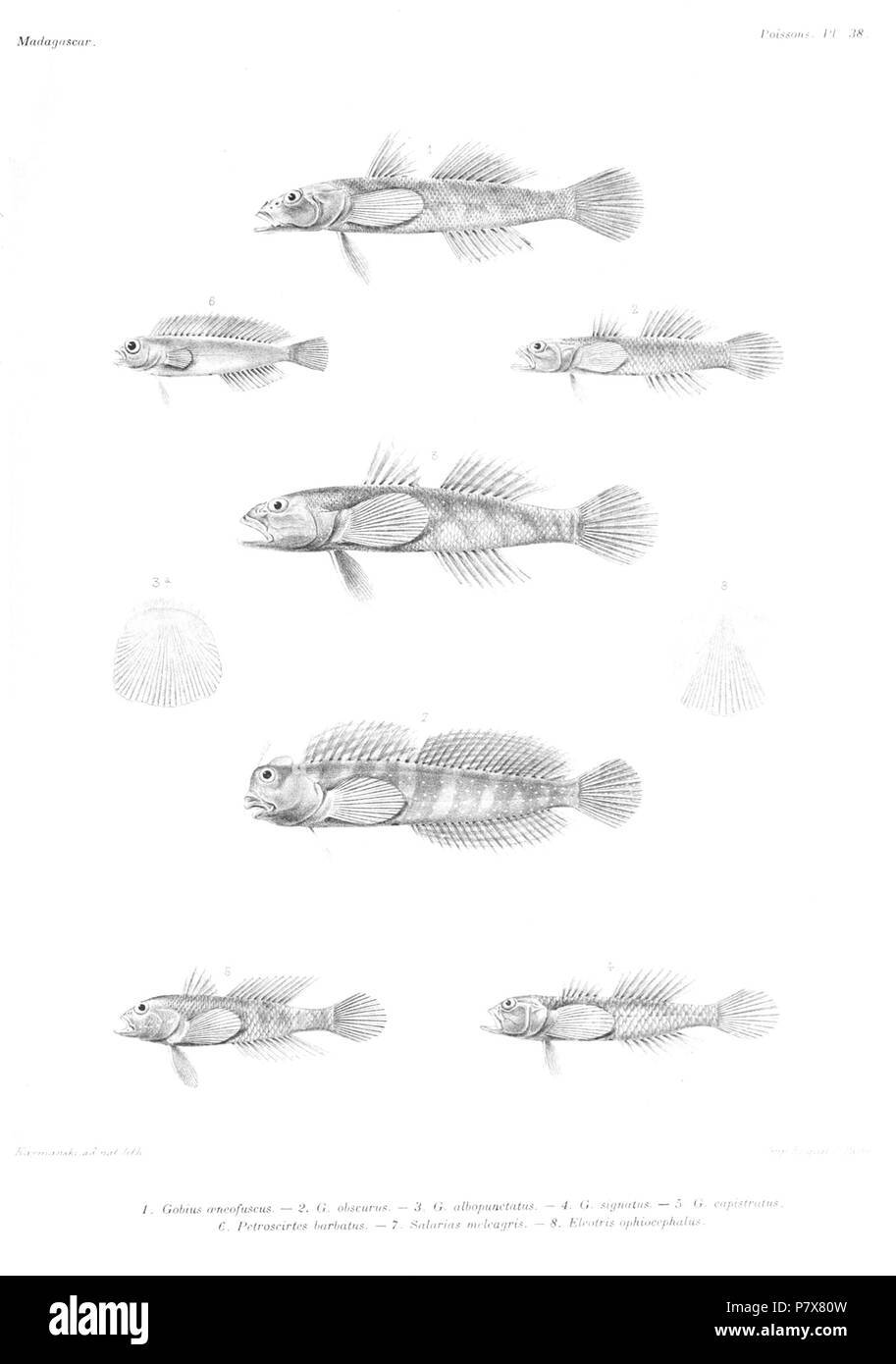 Capistratus Black and White Stock Photos & Images - Alamy