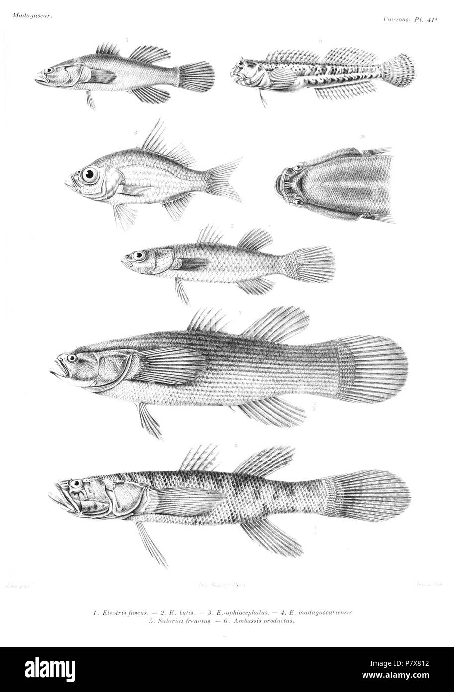 Salarias Black and White Stock Photos & Images - Alamy