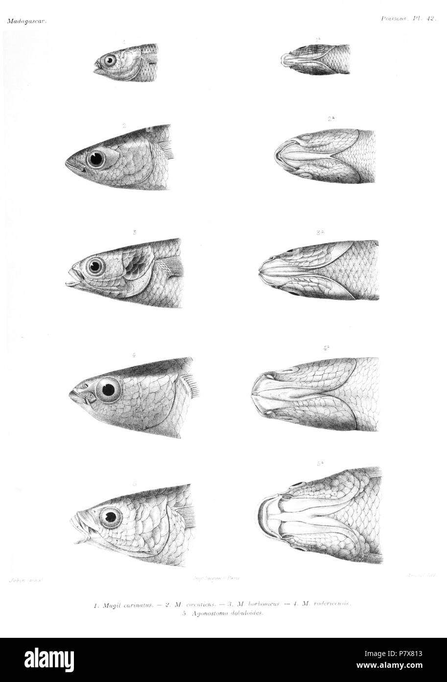 Mugil carinatus Mugil caecutiens Mugil borbonicus Mugil rodericensis ...