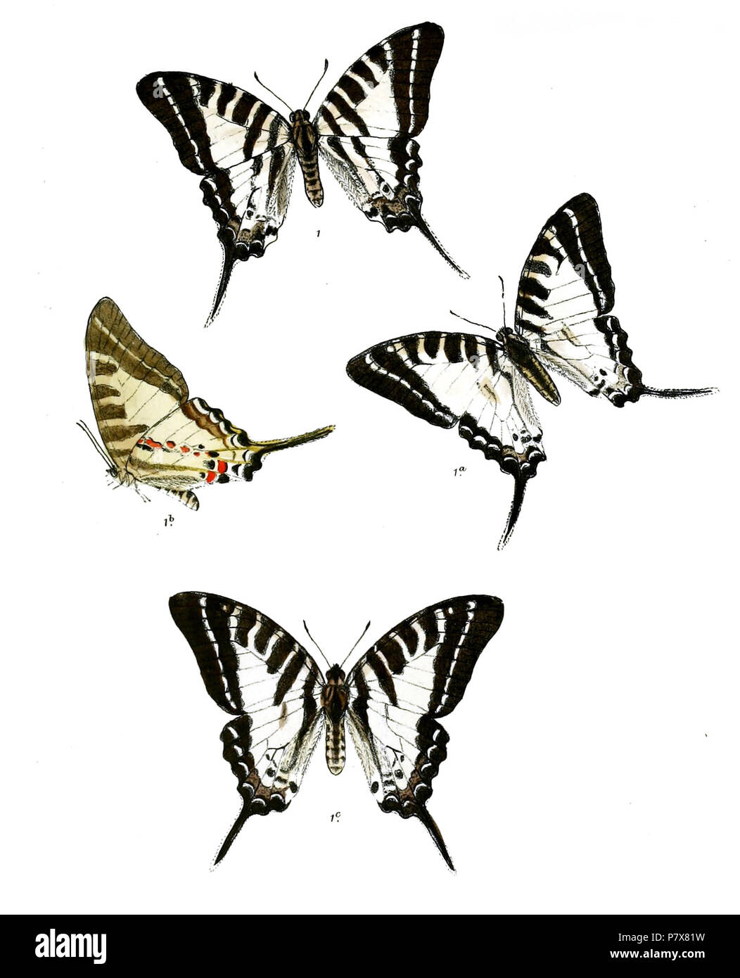 Graphium Cut Out Stock Images & Pictures - Alamy