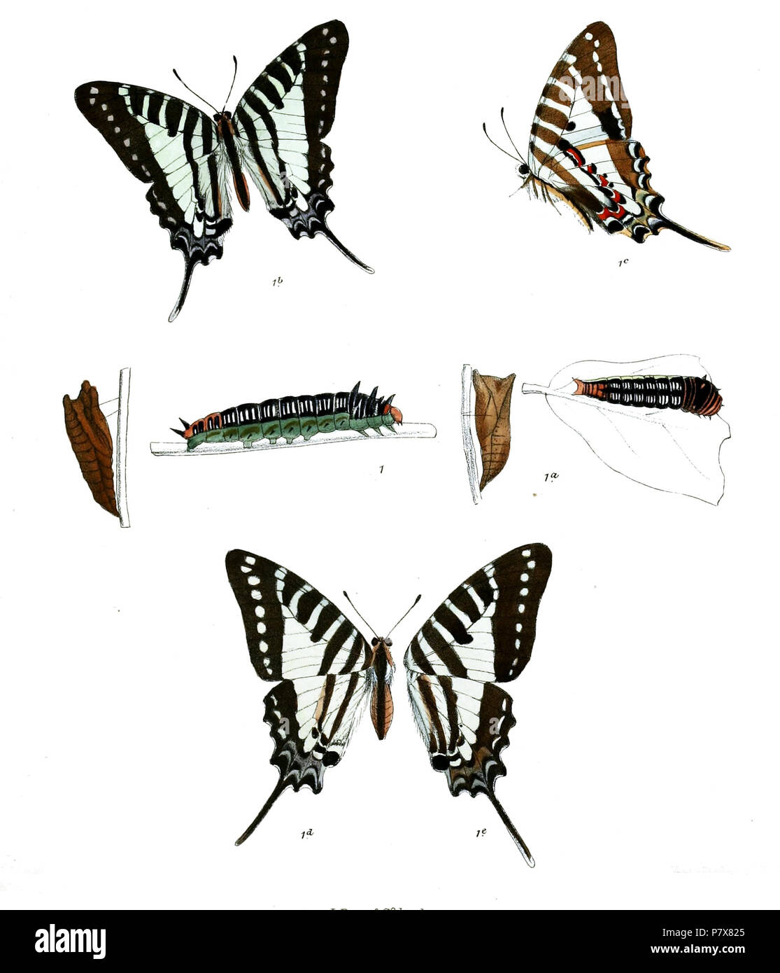 Graphium Cut Out Stock Images & Pictures - Alamy