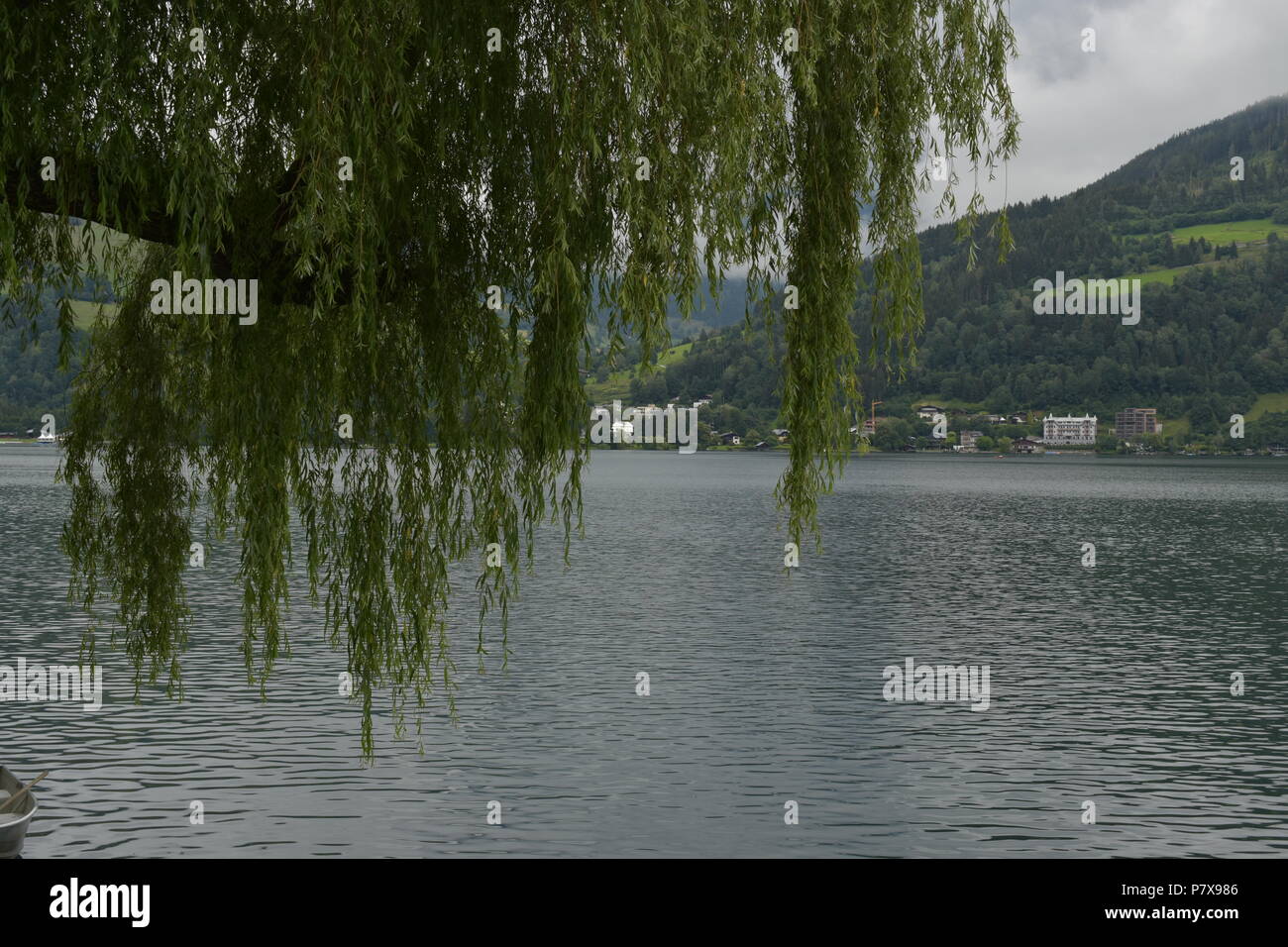 Large tree by the lake in Zell am See Stock Photo - Alamy