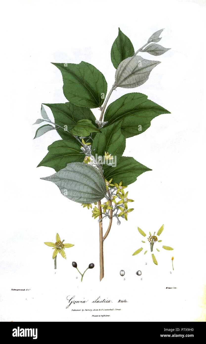 Grewia elastica . 1839 175 GrewiaElasticaRoyle Stock Photo - Alamy