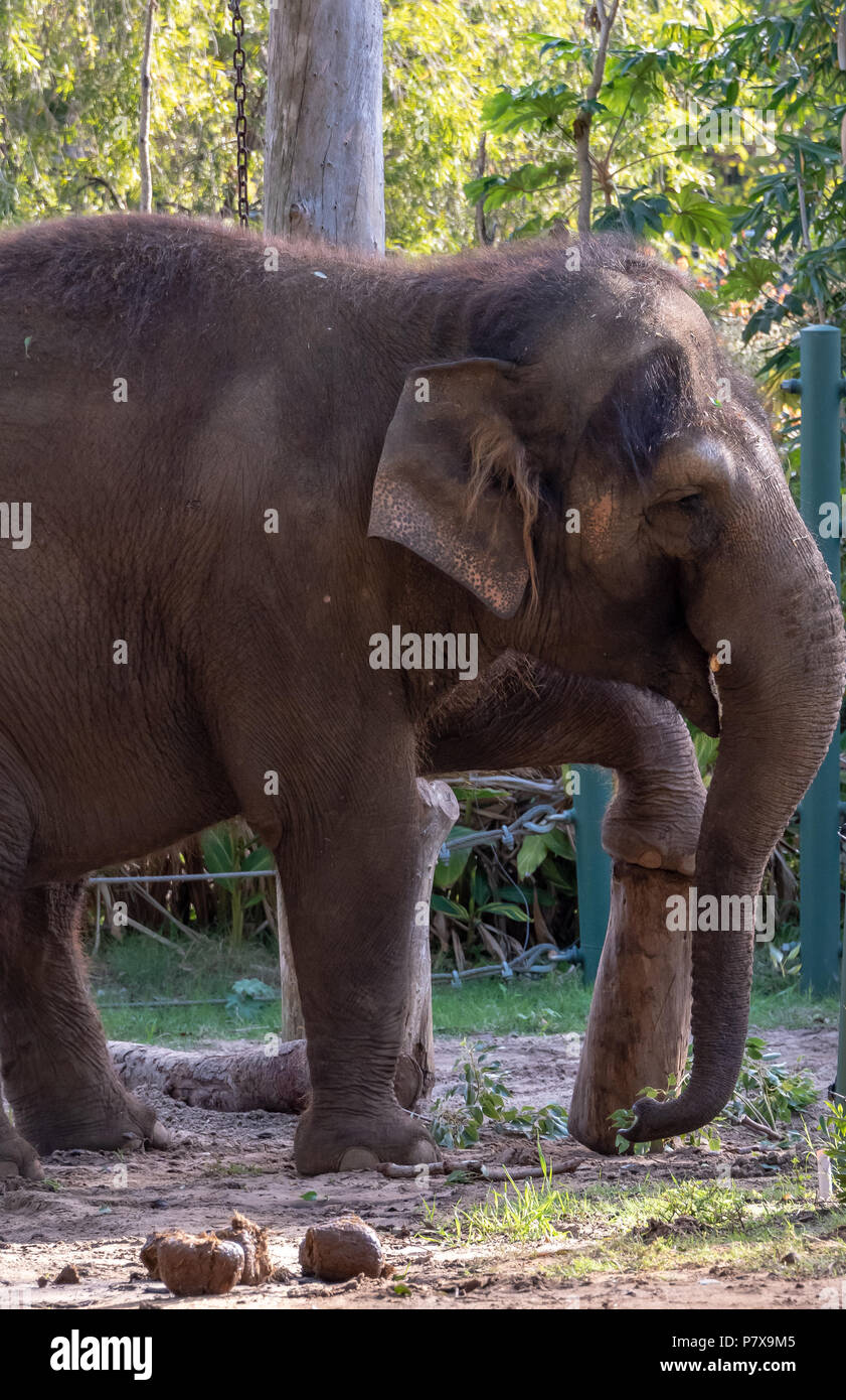 Perth zoo hi-res stock photography and images - Alamy