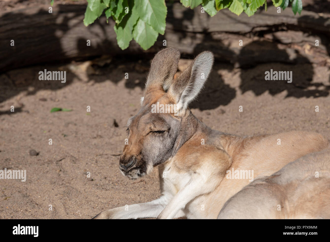 Red kangaroo sleeping hi-res stock photography and images - Alamy