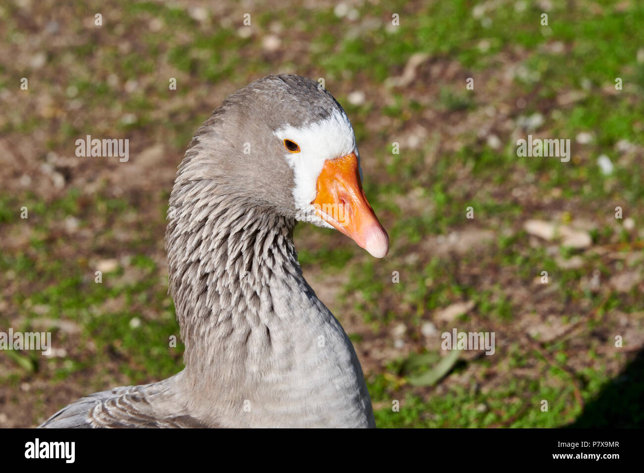 Sharp ducks hi-res stock photography and images - Alamy