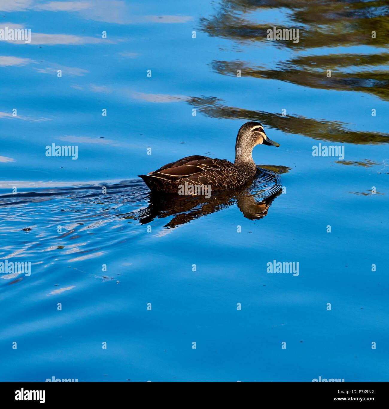 Sharp ducks hi-res stock photography and images - Alamy