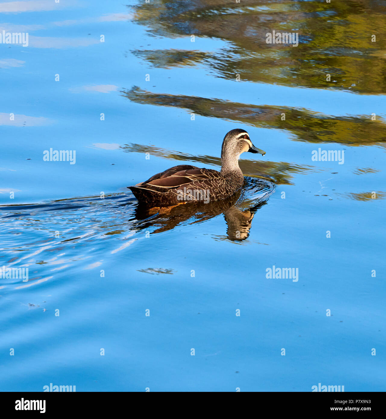 Sharp ducks hi-res stock photography and images - Alamy