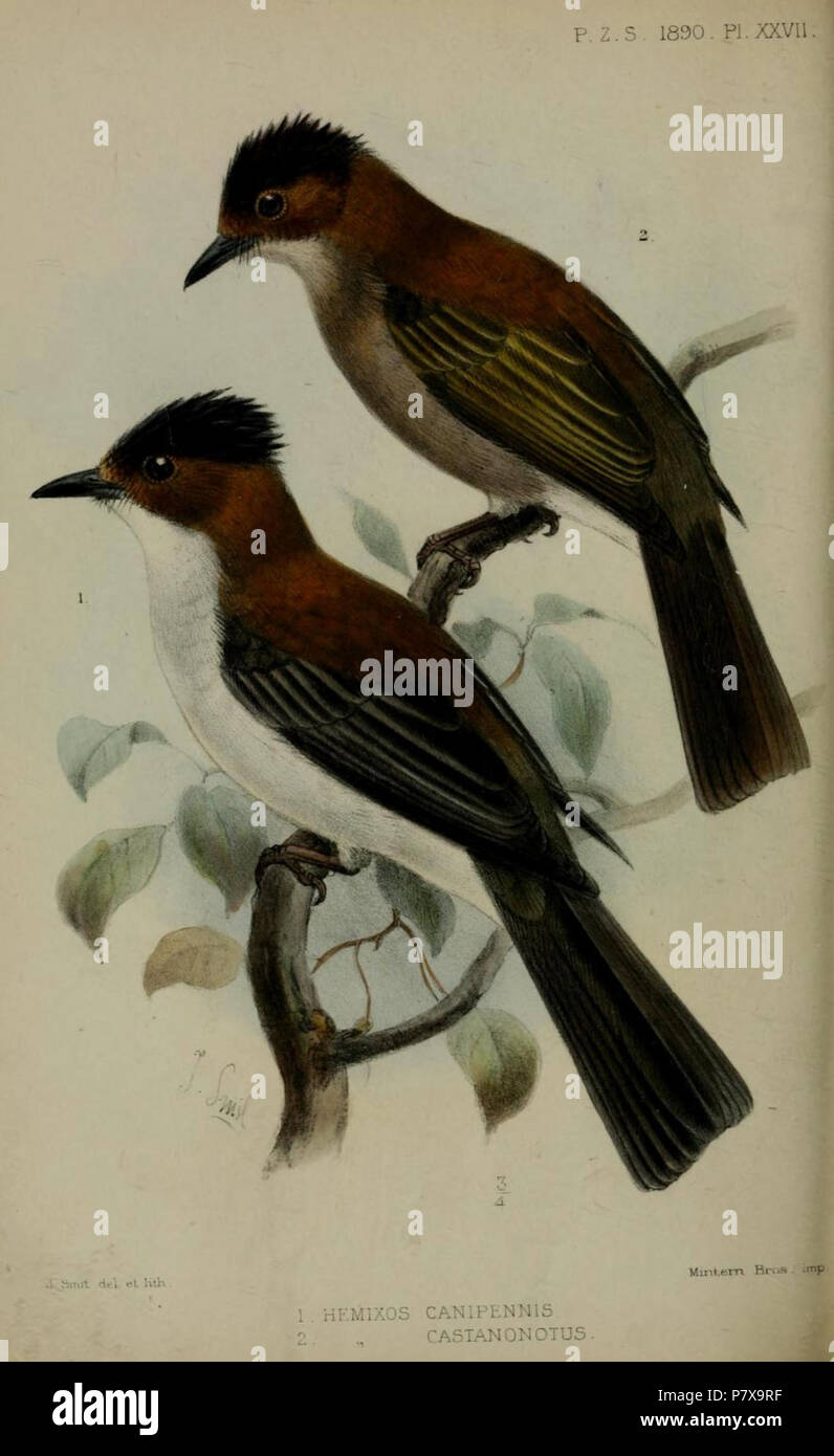 Hemixos canipennis = Hemixos castanonotus canipennis Seebohm, 1890 ...