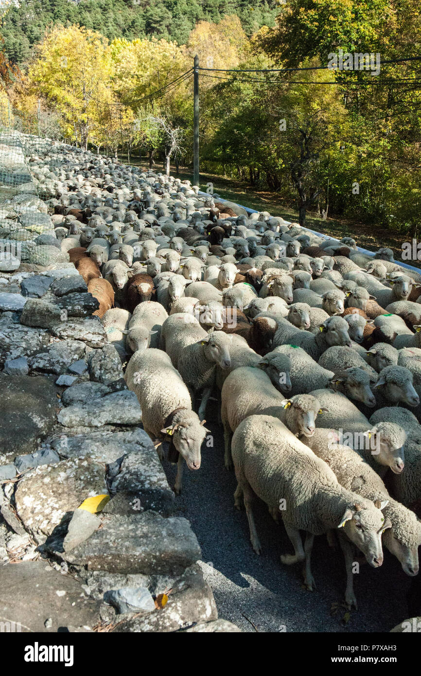 Transhumant hi-res stock photography and images - Alamy