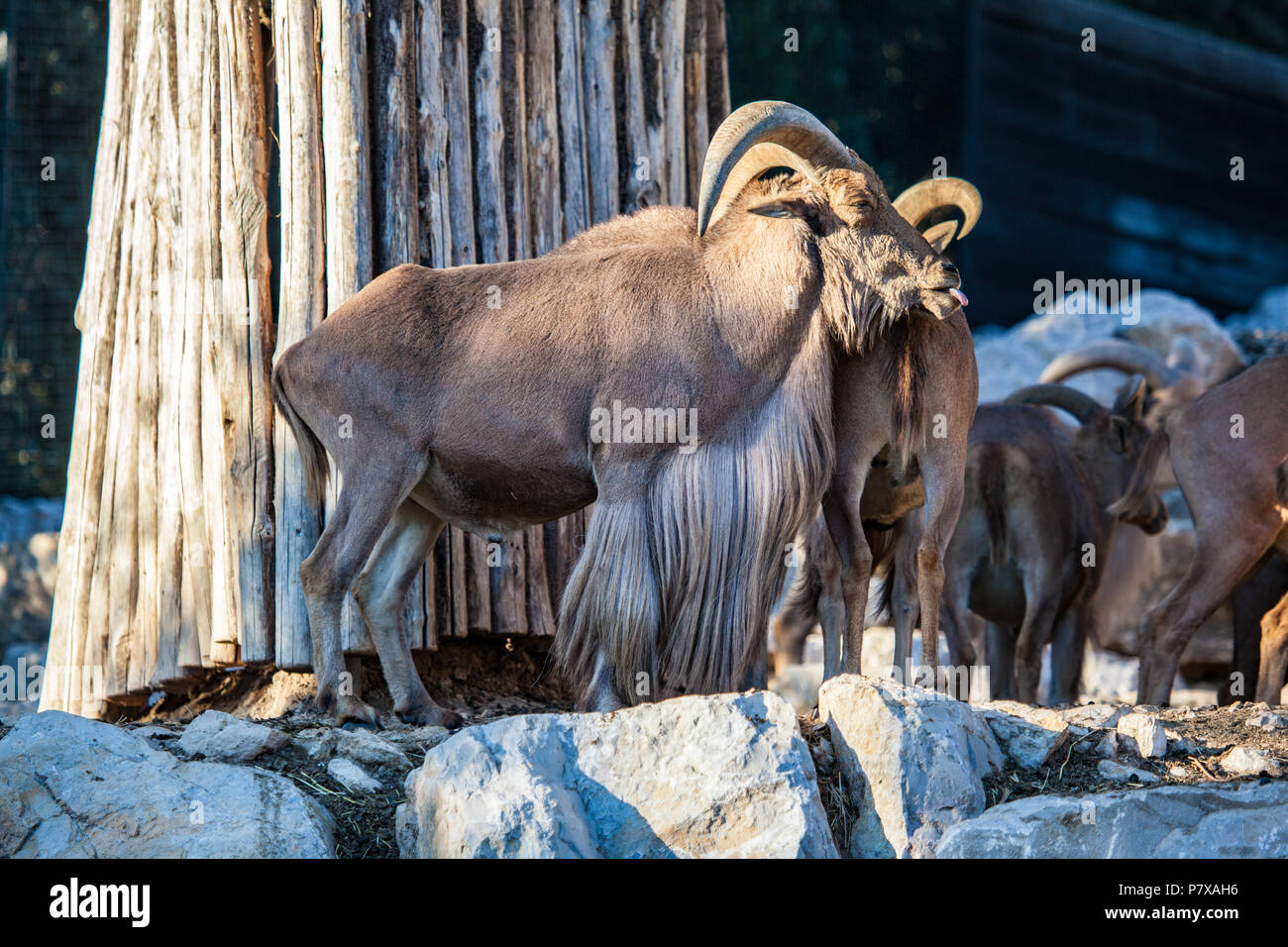 Ammotragus lervia the Barbary sheep Stock Photo - Alamy