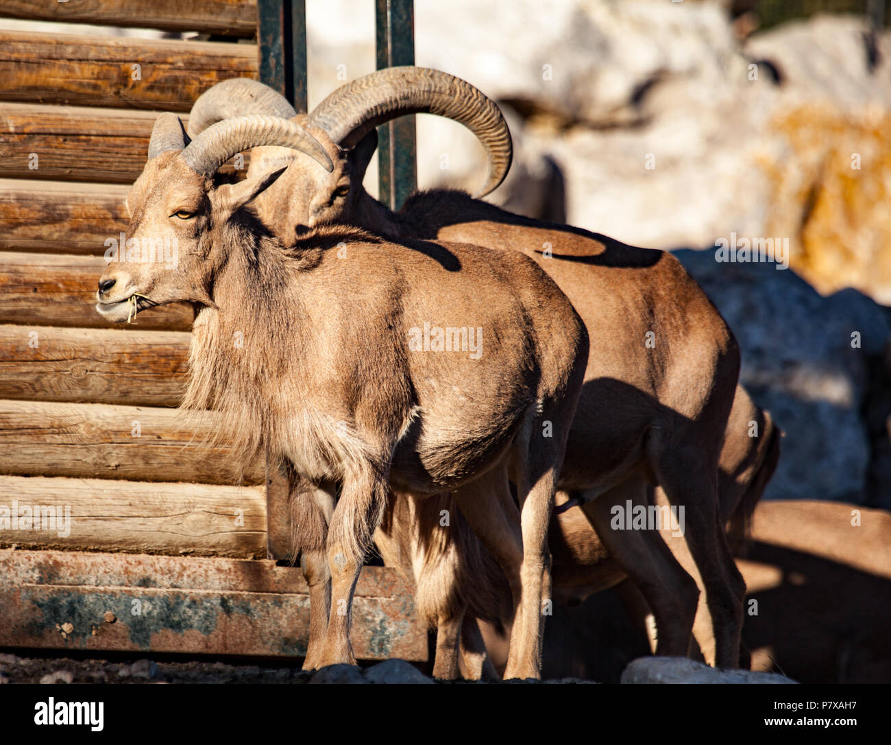 Ammotragus lervia the Barbary sheep Stock Photo - Alamy