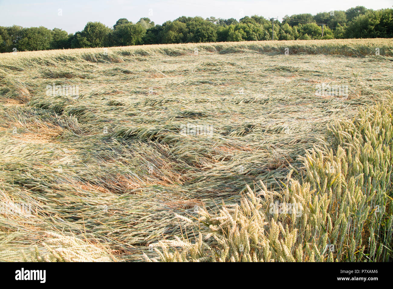 Wind damaged Wheat field, England, UK Stock Photo - Alamy