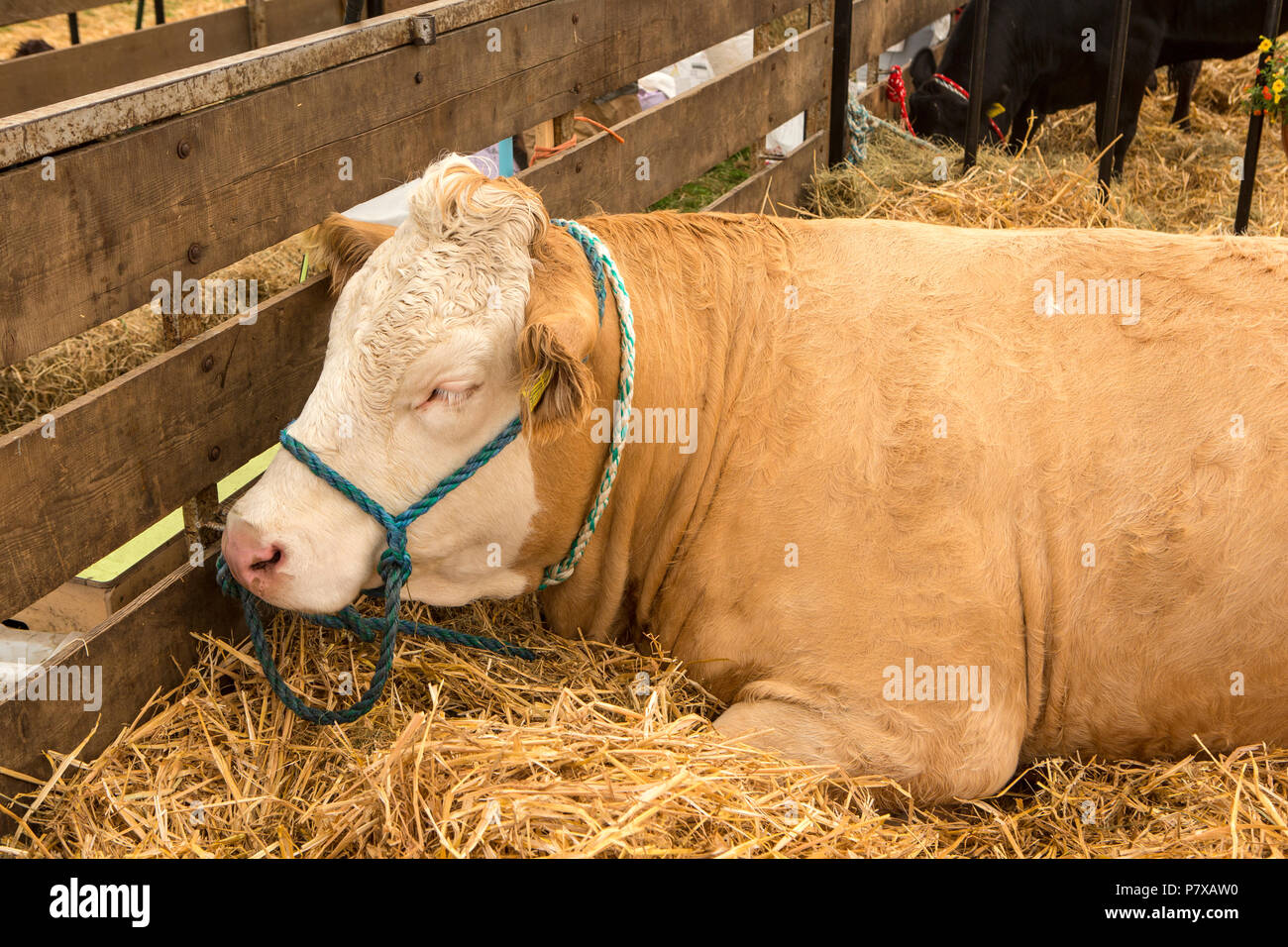 Simmental bull hi-res stock photography and images - Alamy
