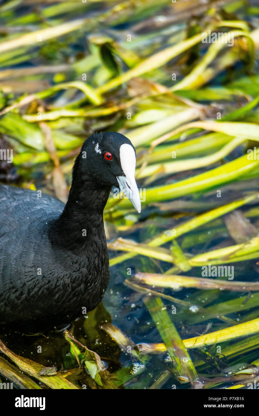 Australian coot sitting in pond covered in weed Stock Photo - Alamy