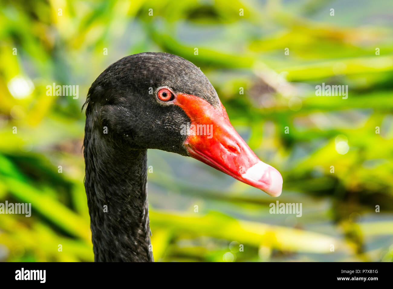 Close up of black swan head Stock Photo - Alamy