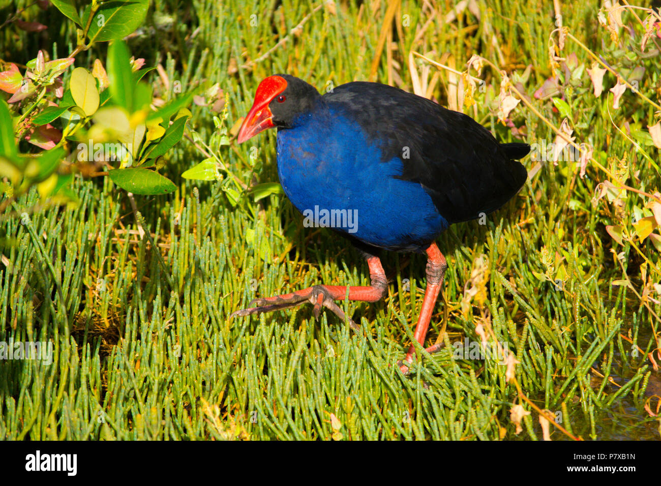 Chicken weed hi-res stock photography and images - Alamy