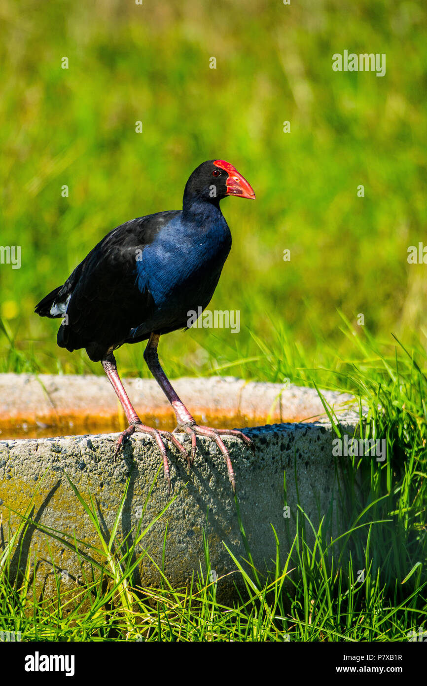 Pukeko sitting on edge of watering hole Stock Photo - Alamy
