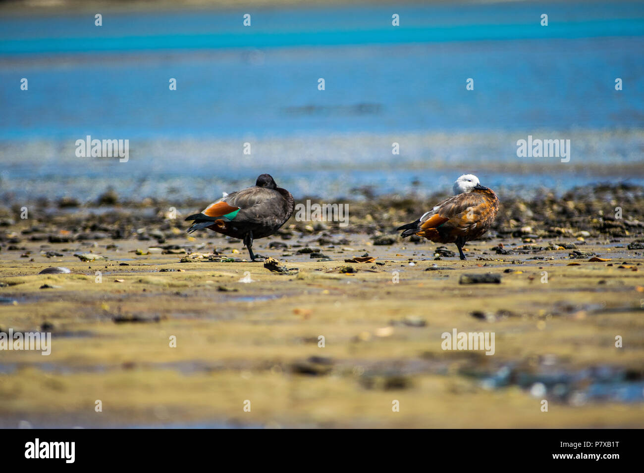 Paradise shelduck female hi-res stock photography and images - Alamy