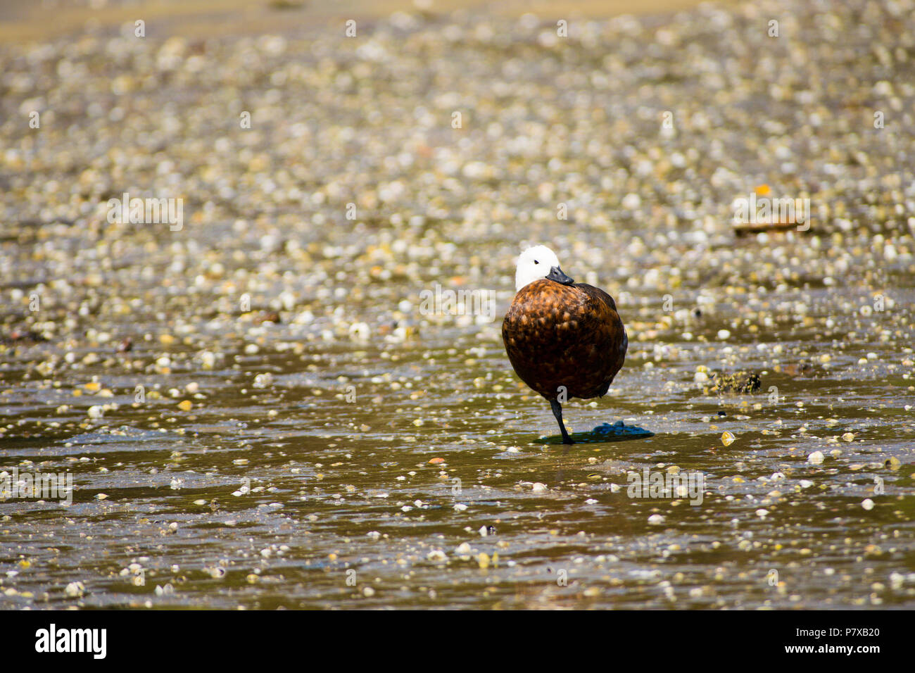 Male paradise duck hi-res stock photography and images - Alamy