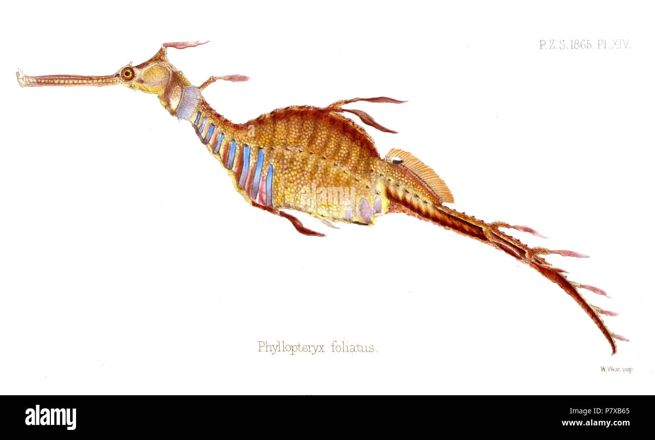 Phyllopteryx foliatus = Phyllopteryx taeniolatus (Lacepède, 1804 ...