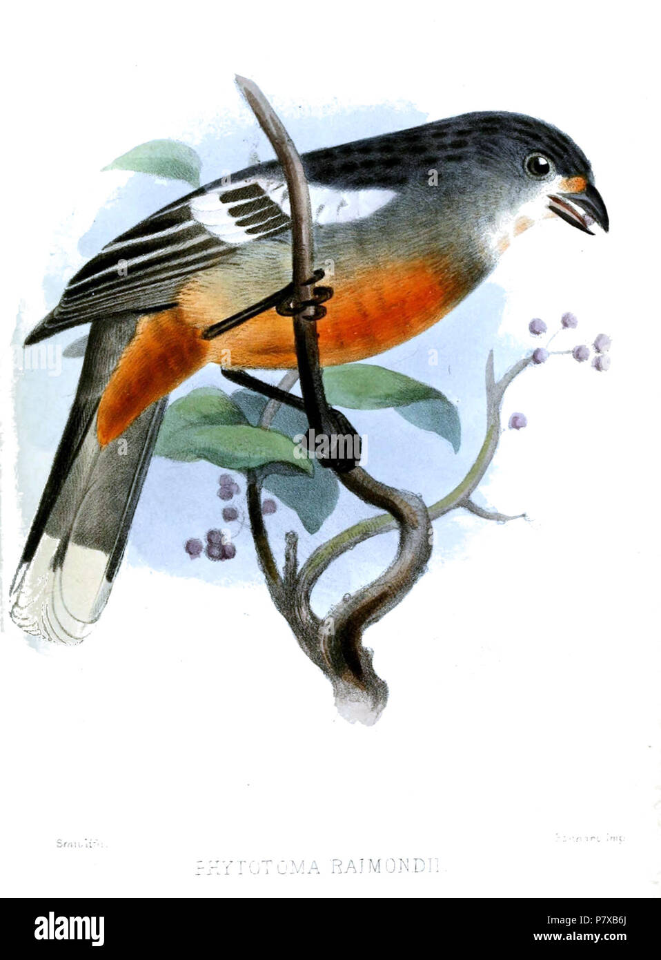 Raimondii hi-res stock photography and images - Alamy