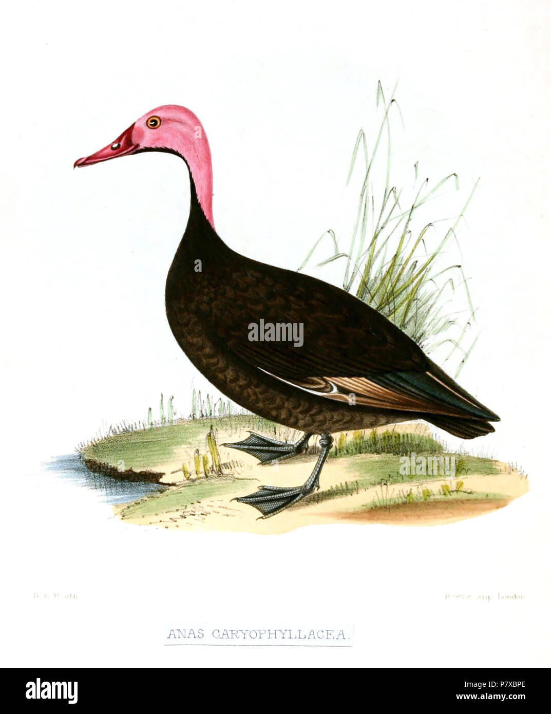 Pink-headed Duck . 1847 312 PinkheadedDuckJerdon Stock Photo - Alamy