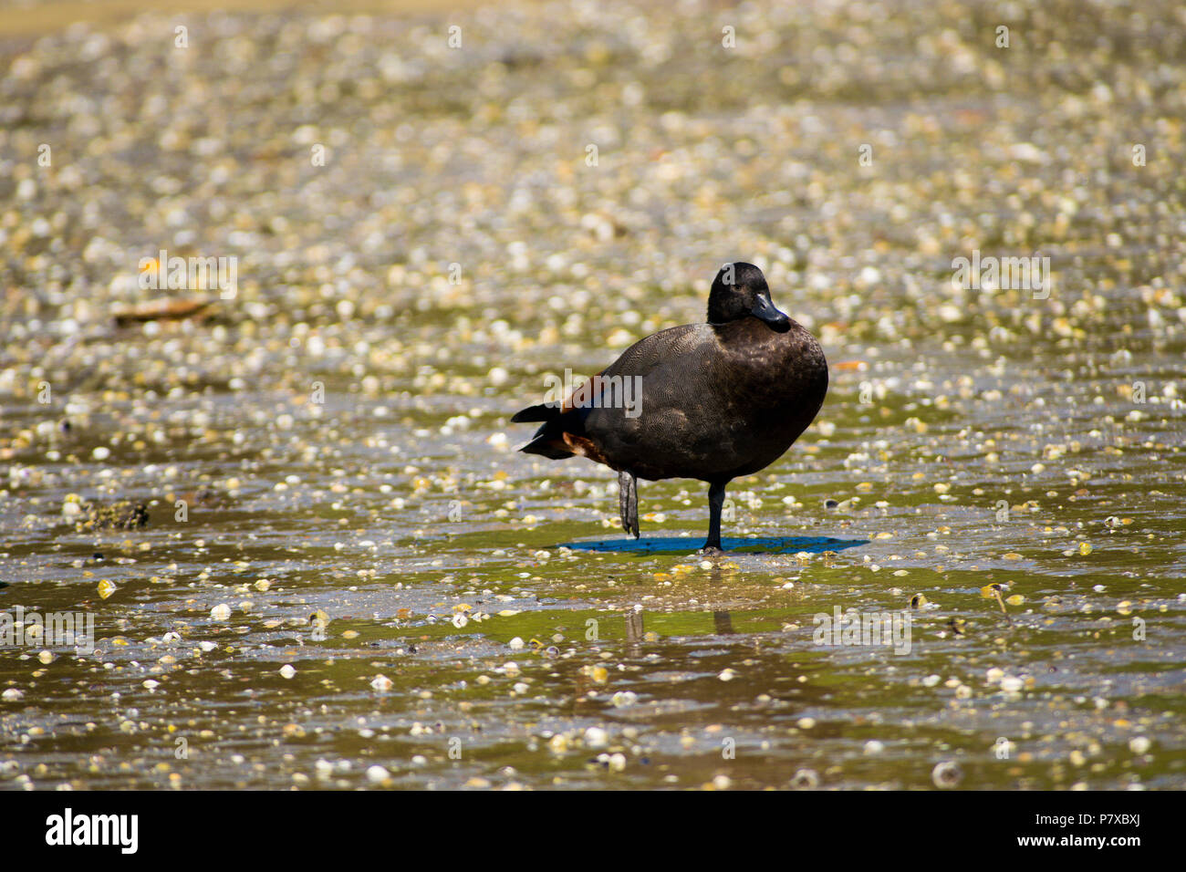 Male paradise duck hi-res stock photography and images - Alamy