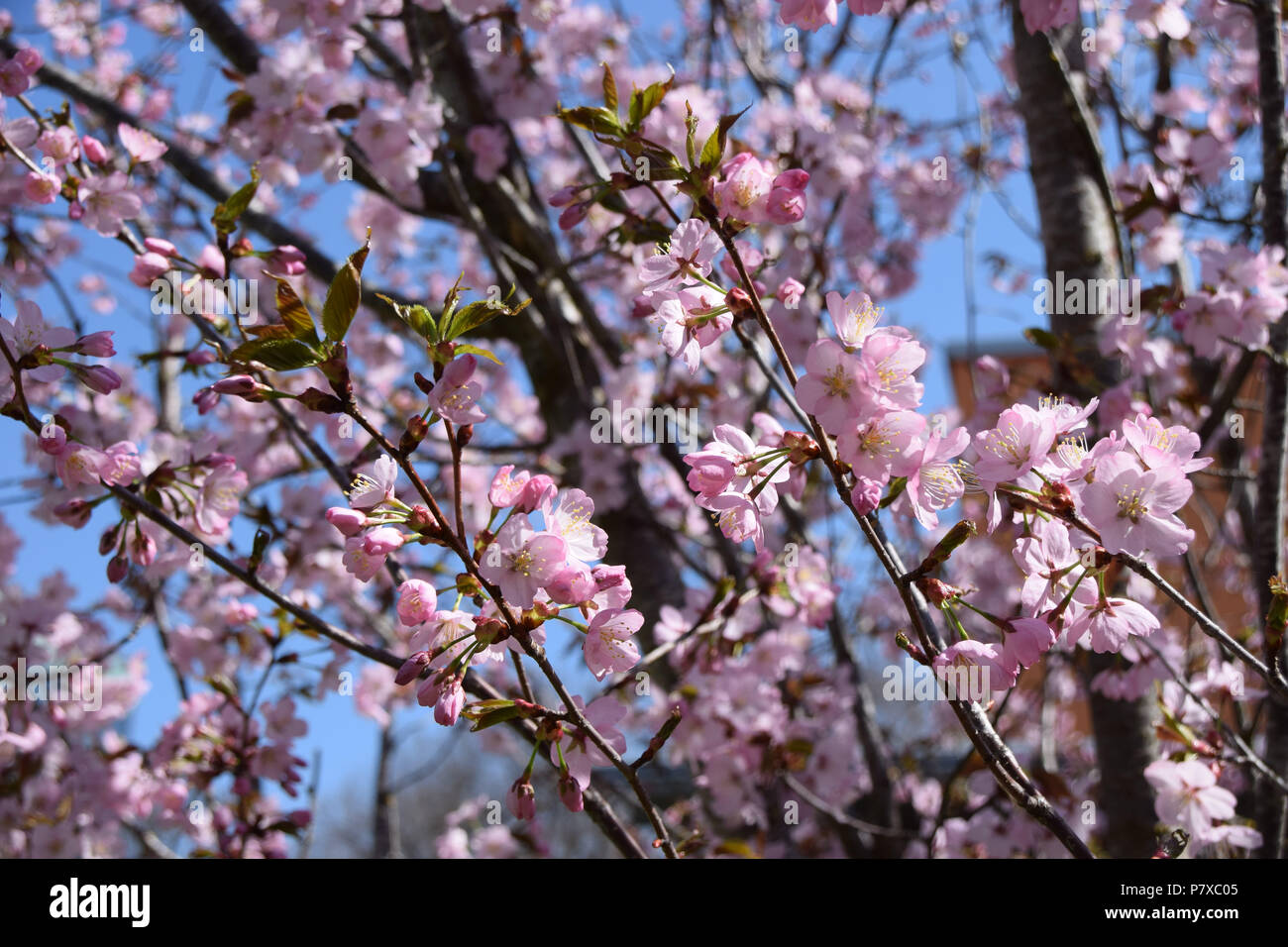 Autumnalis cherry blossom tree hi-res stock photography and images - Alamy