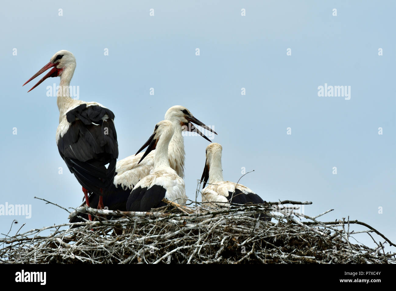stork mutter feeding the little baby in the nest Stock Photo - Alamy
