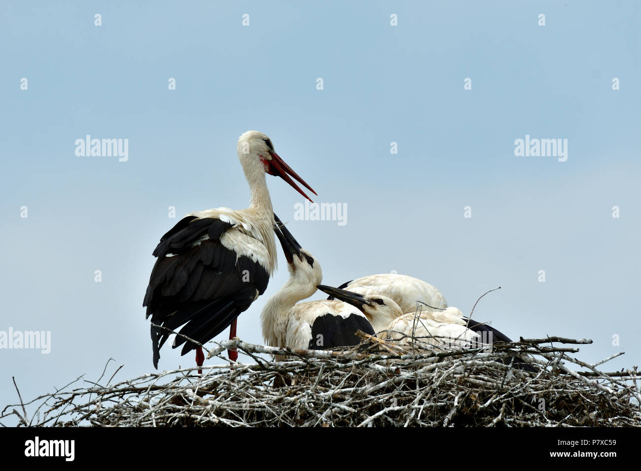 stork mutter feeding the little baby in the nest Stock Photo - Alamy