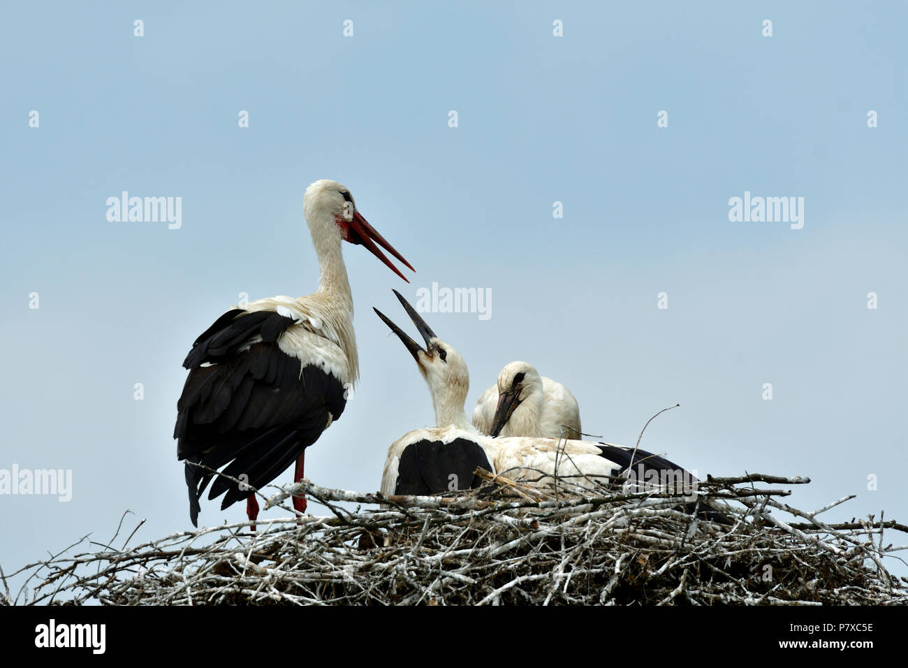 stork mutter feeding the little baby in the nest Stock Photo - Alamy