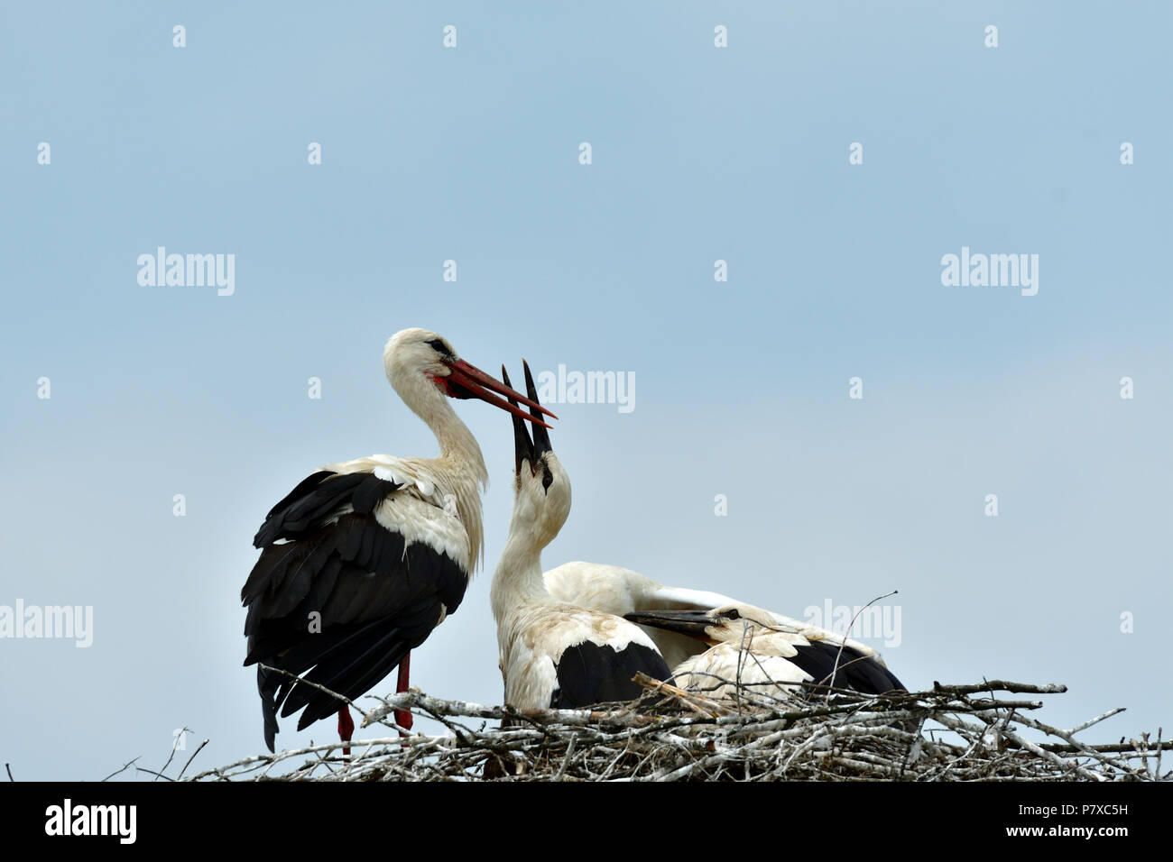 stork mutter feeding the little baby in the nest Stock Photo - Alamy