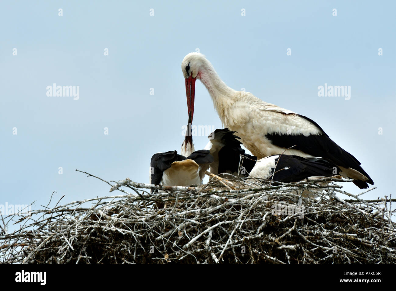 stork mutter feeding the little baby in the nest Stock Photo - Alamy