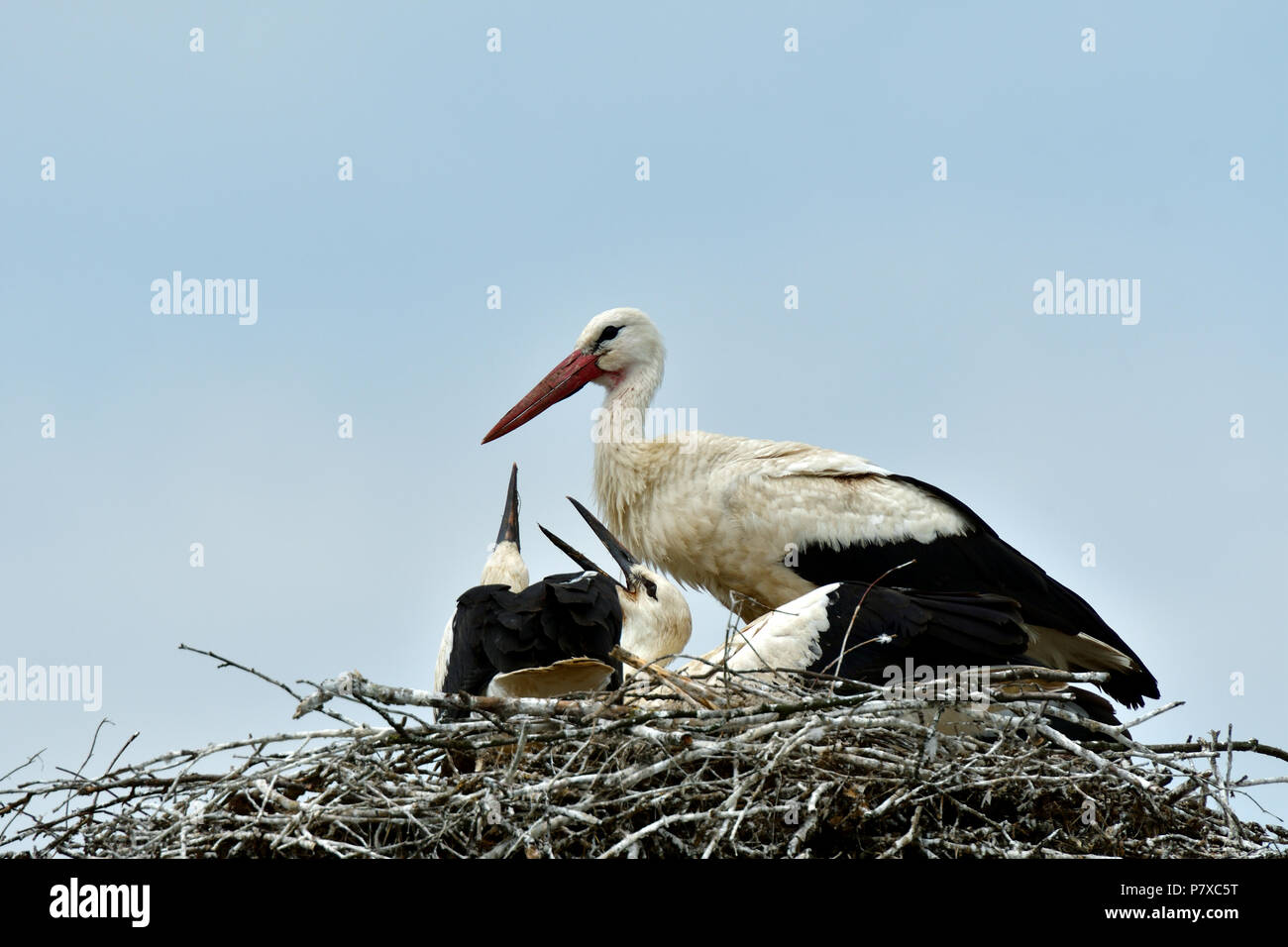 stork mutter feeding the little baby in the nest Stock Photo - Alamy