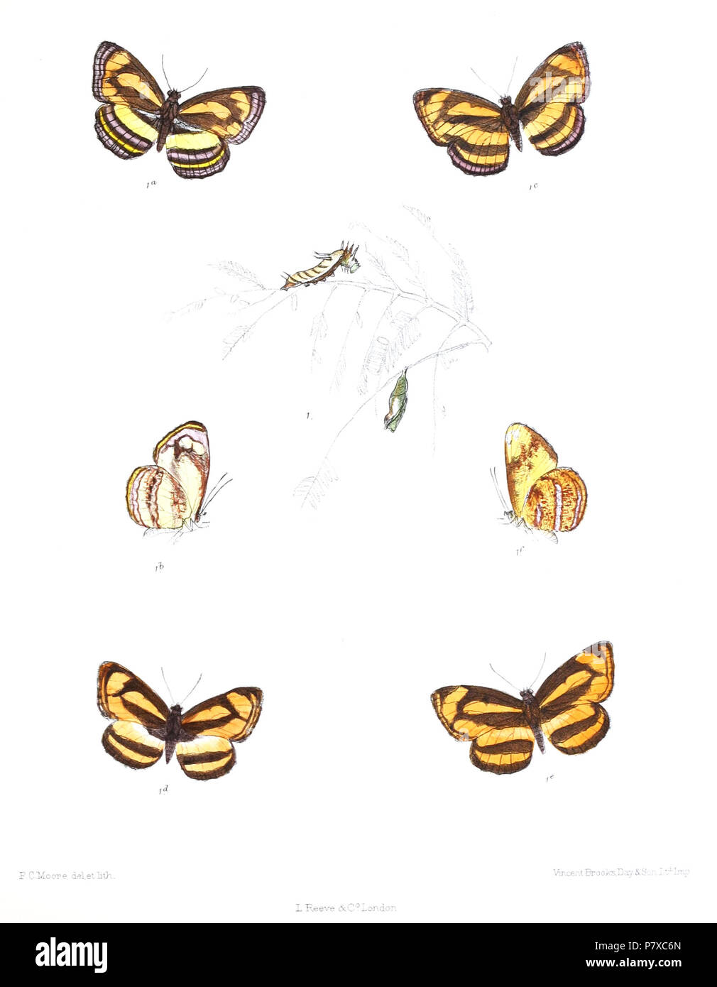Rahinda hordonia = Pantoporia hordonia (1 larva and pupa 1a, b c wsf ...