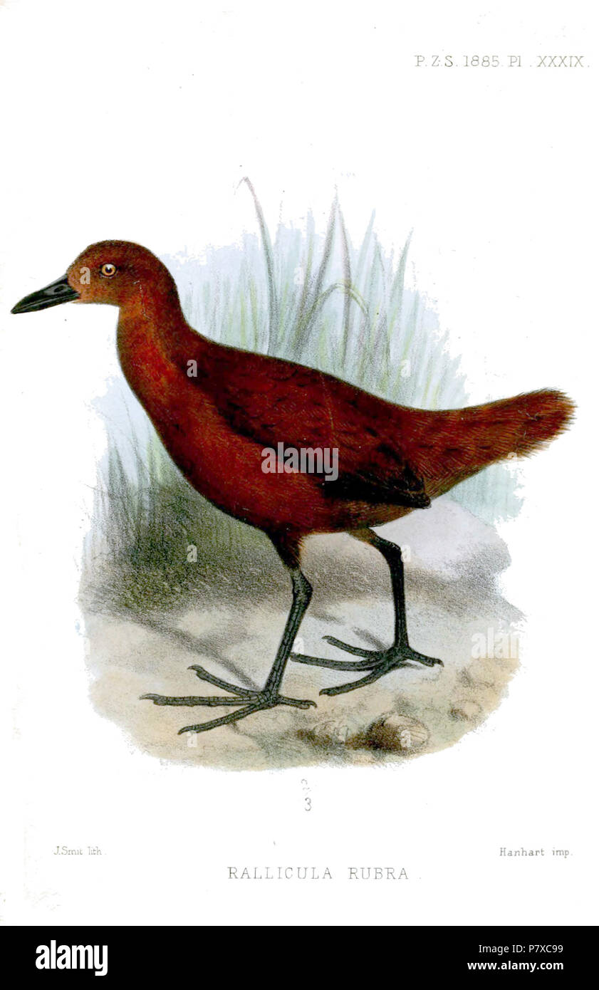 Rallicula rubra = Rallicula rubra (Schlegel, 1871), English: Chestnut ...