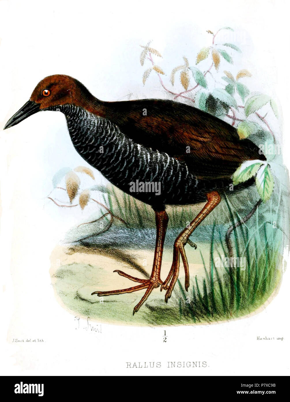 Rallus insignis hi-res stock photography and images - Alamy