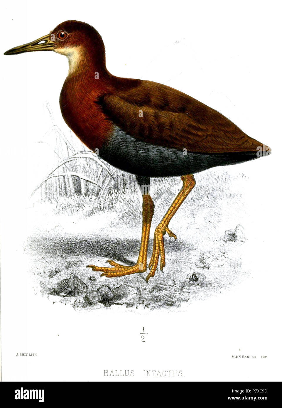 Intactus hi-res stock photography and images - Alamy