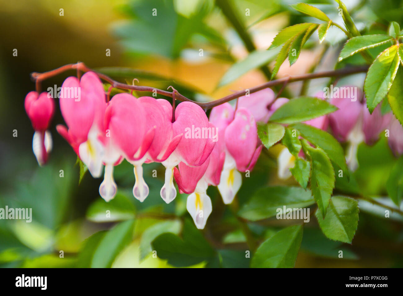 Lamprocapnos spectabilis, bleeding heart or Asian bleeding-heart in ...