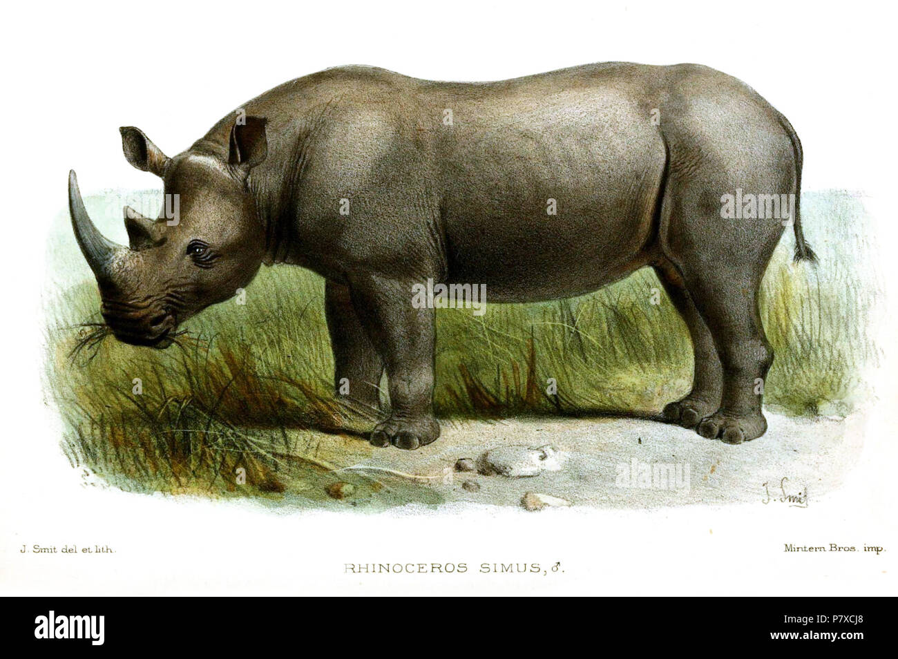 Rhinoceros simus . 1894 333 RhinocerosSimusSmit Stock Photo - Alamy